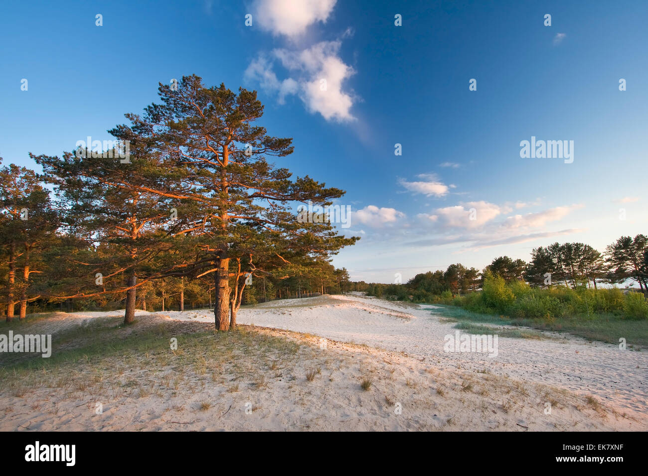 Pines on coast baltic hi-res stock photography and images - Alamy