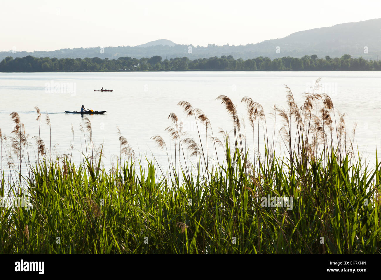 landscape, lake and cane thicket in the foreground Stock Photo - Alamy