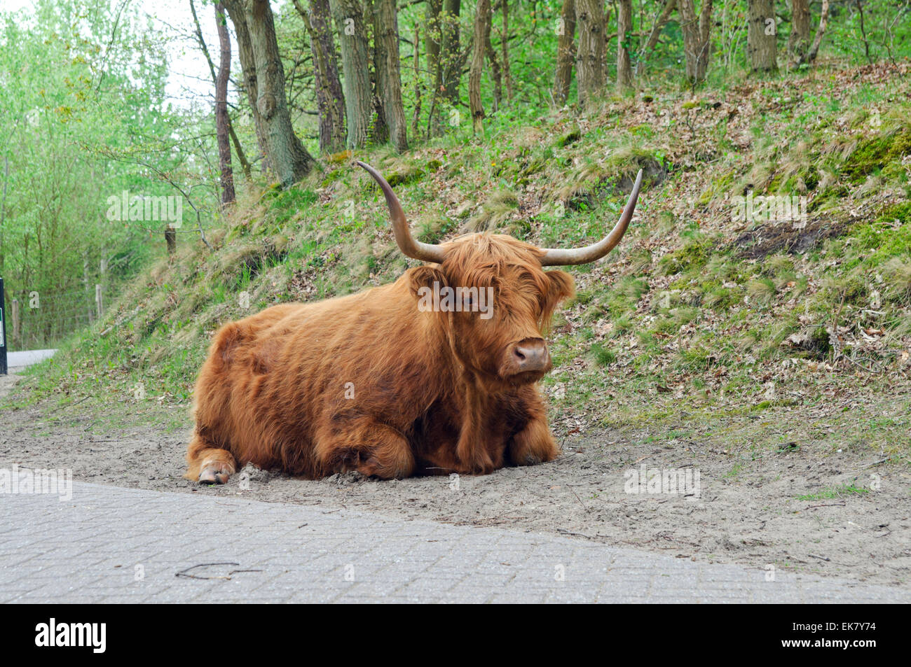 The bull and the hide hi-res stock photography and images - Alamy