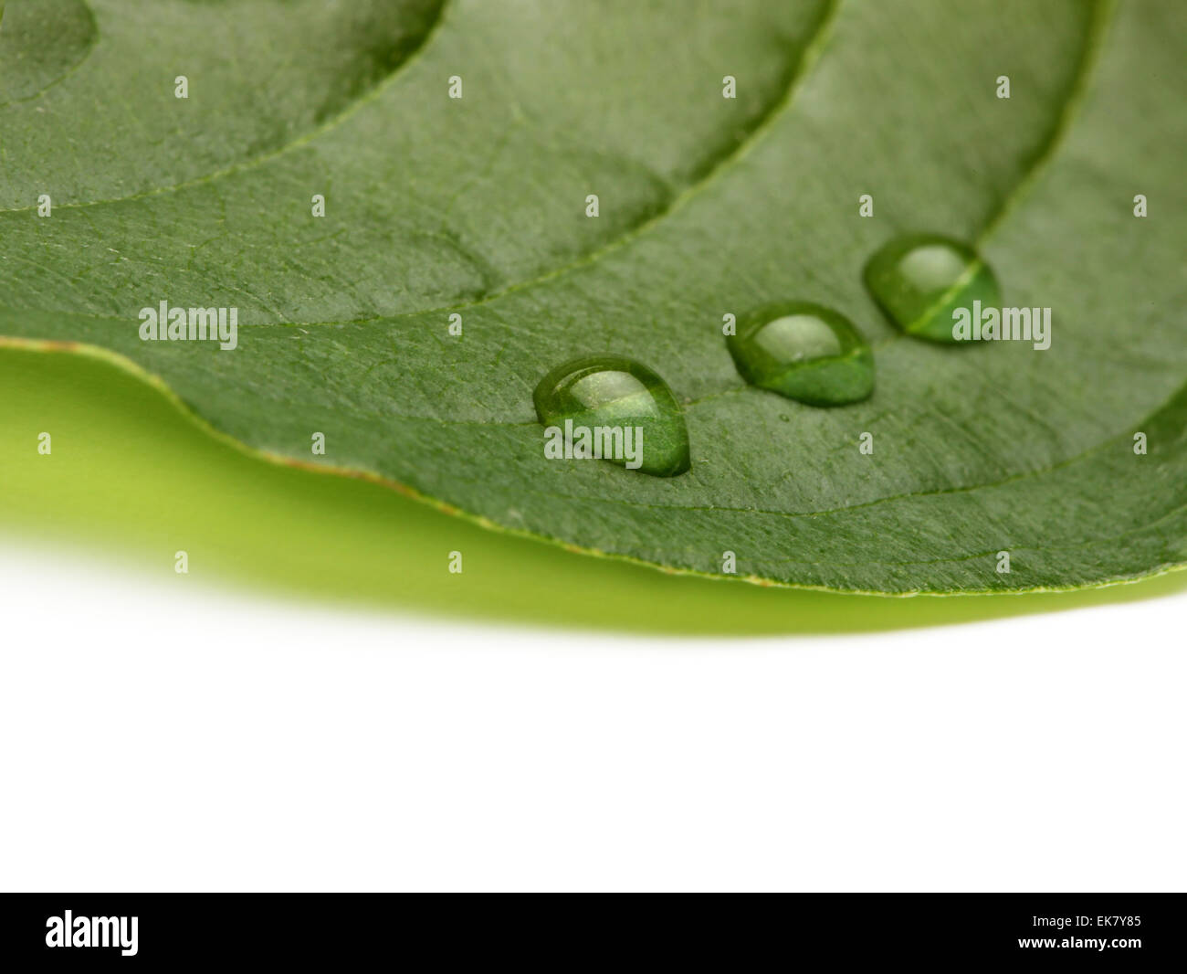 leaf with drops Stock Photo - Alamy