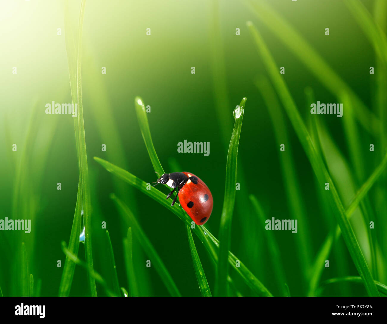ladybug in grass Stock Photo - Alamy