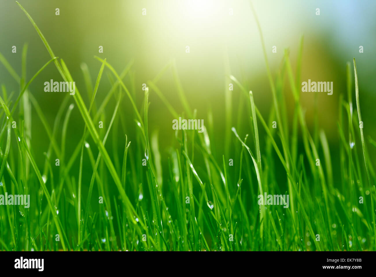 soft green grass background Stock Photo - Alamy