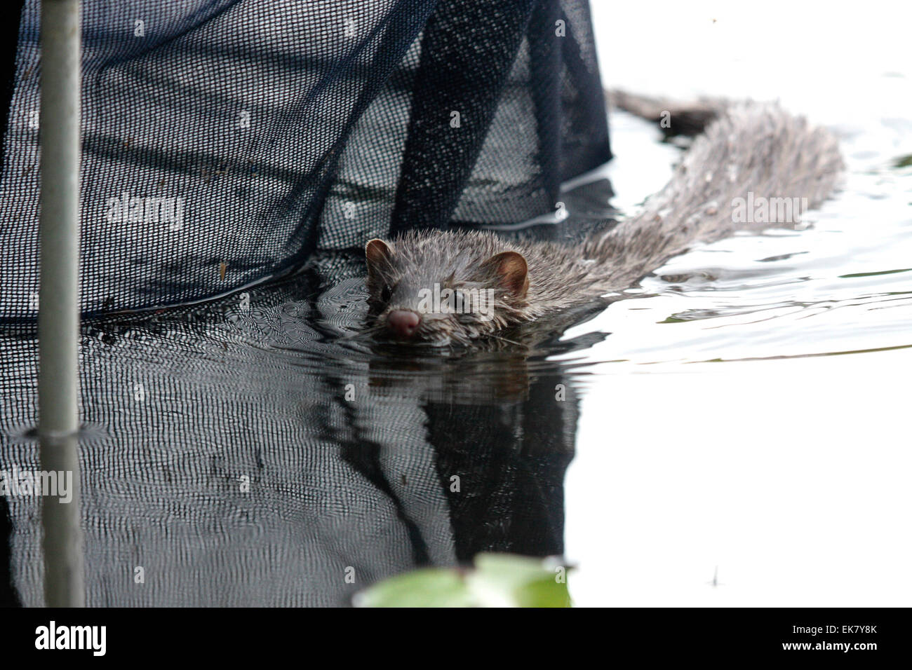 Mink mammals hi-res stock photography and images - Alamy