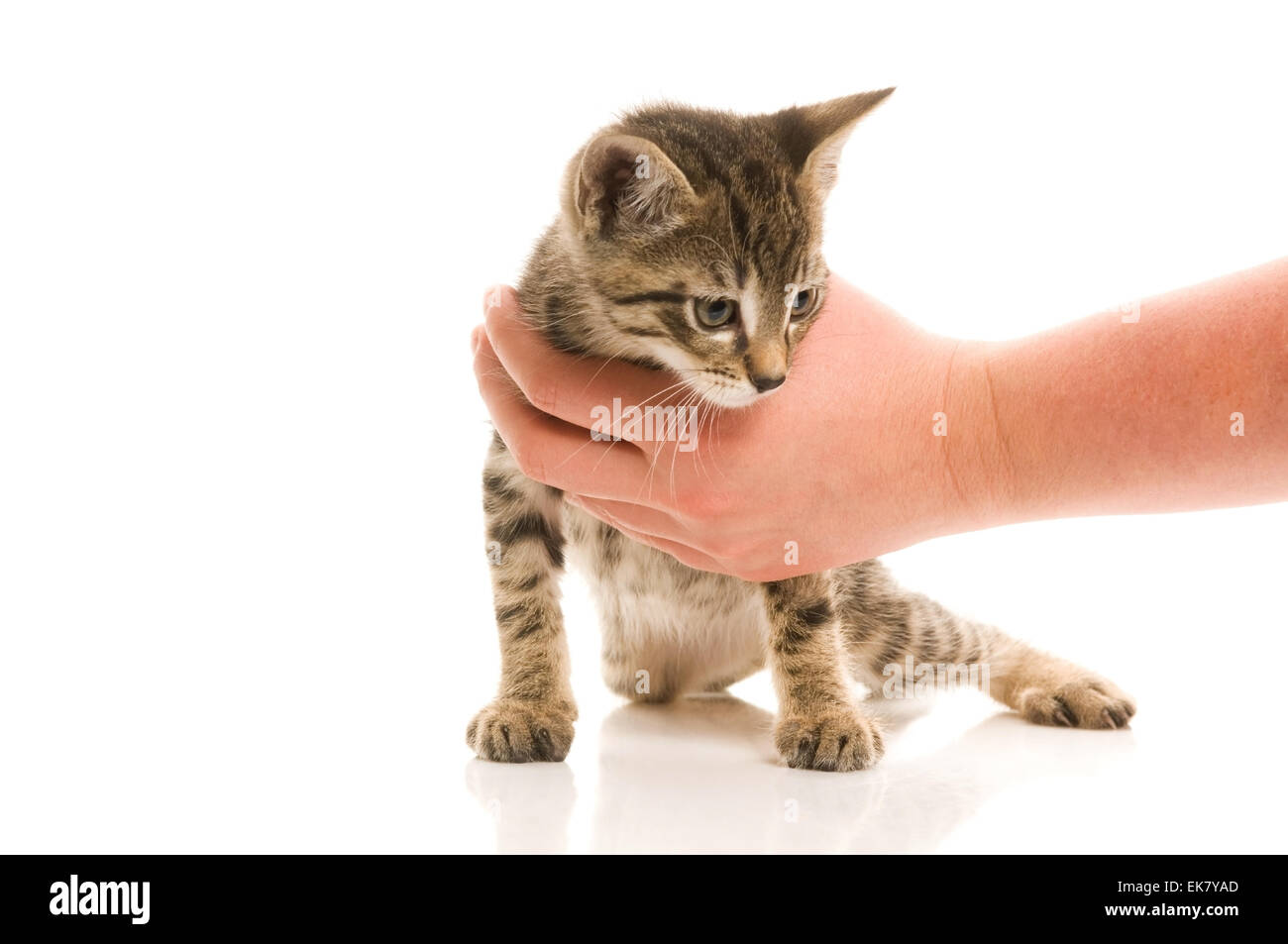 Adorable young cat in woman's hand Stock Photo - Alamy