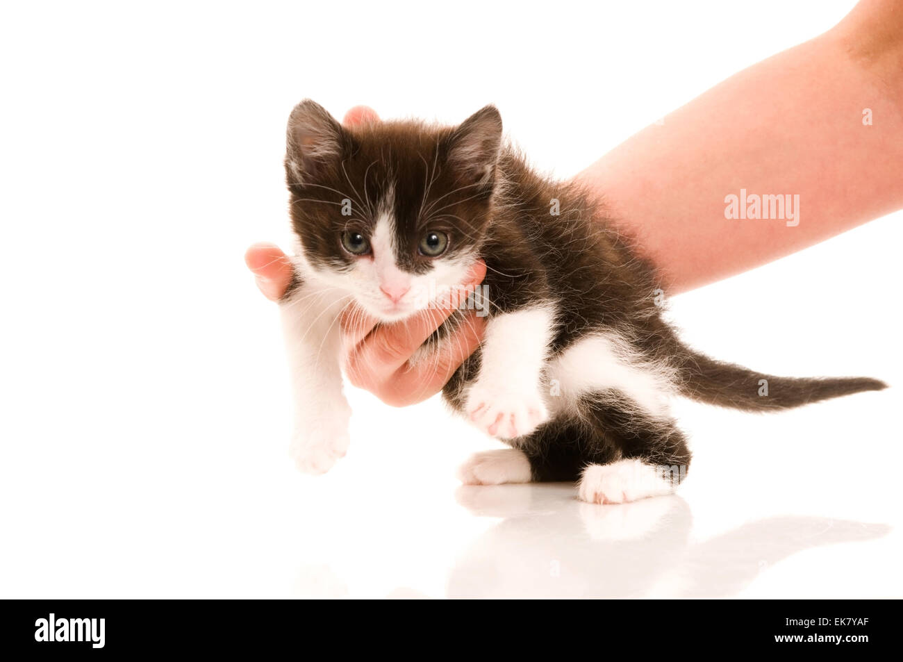 Adorable young cat in woman's hand Stock Photo - Alamy