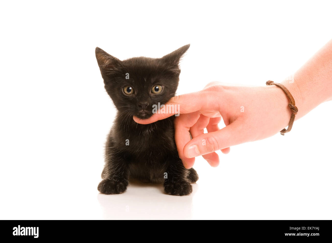 Adorable young cat in woman's hand Stock Photo - Alamy