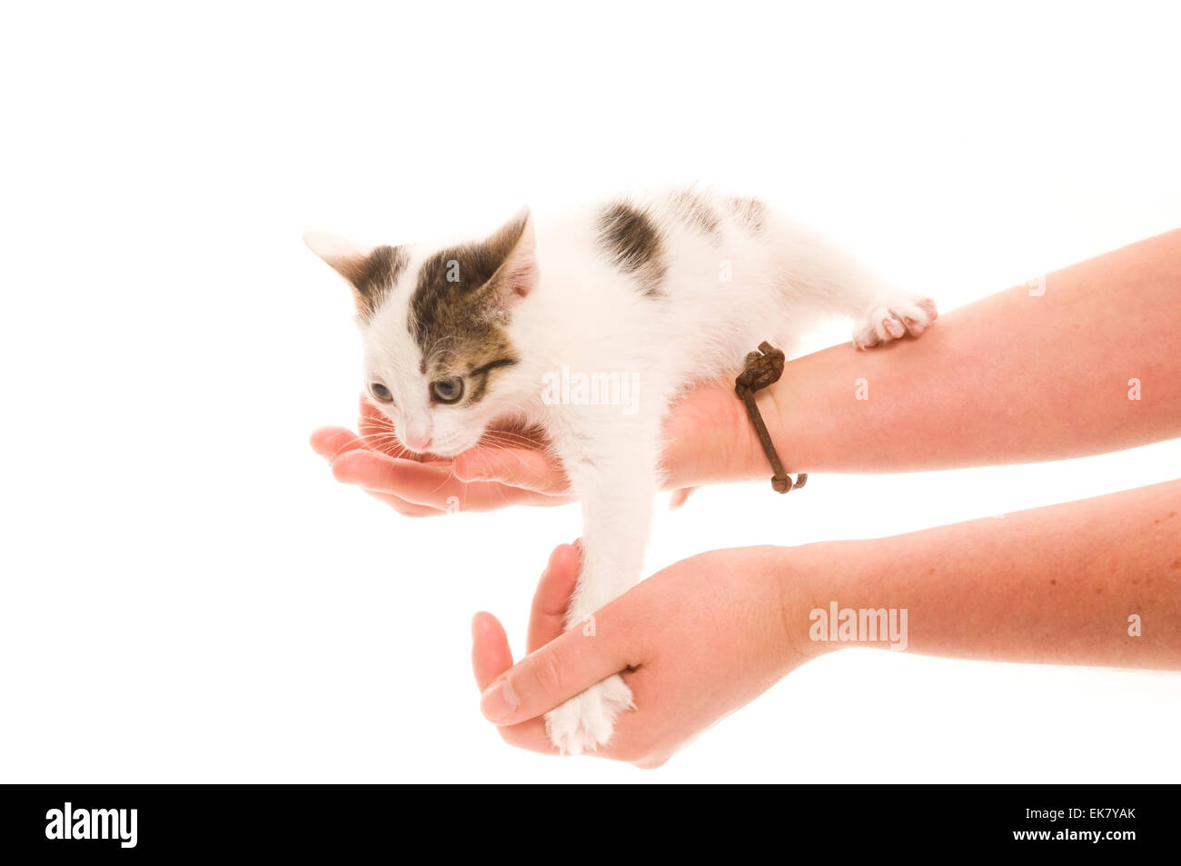 Adorable young cat in woman's hand Stock Photo - Alamy