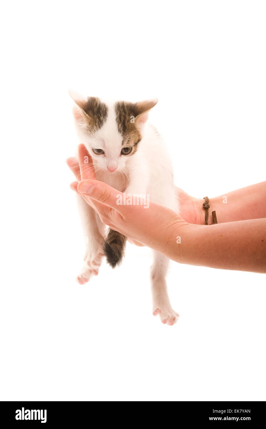 Adorable young cat in woman's hand Stock Photo - Alamy