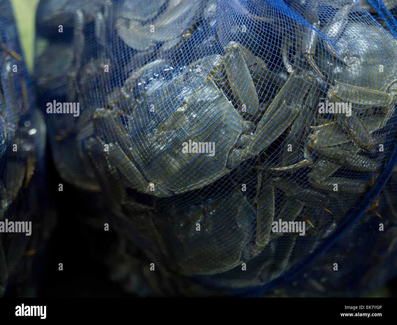 Mitten Crabs High Resolution Stock Photography and Images - Alamy