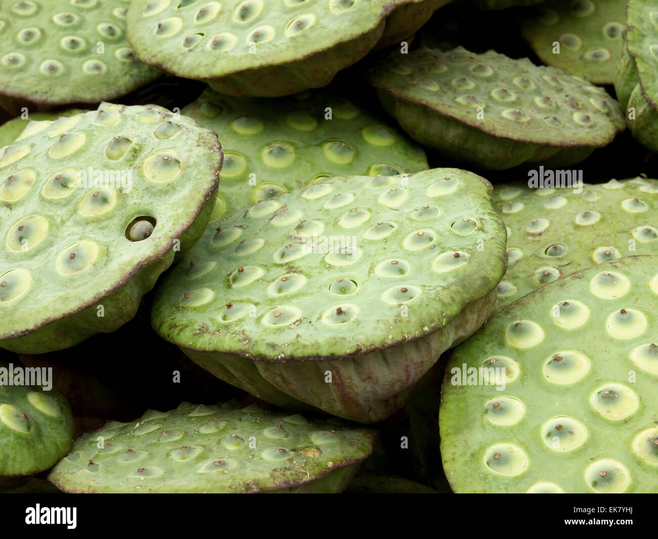 lotus seed pods Stock Photo - Alamy