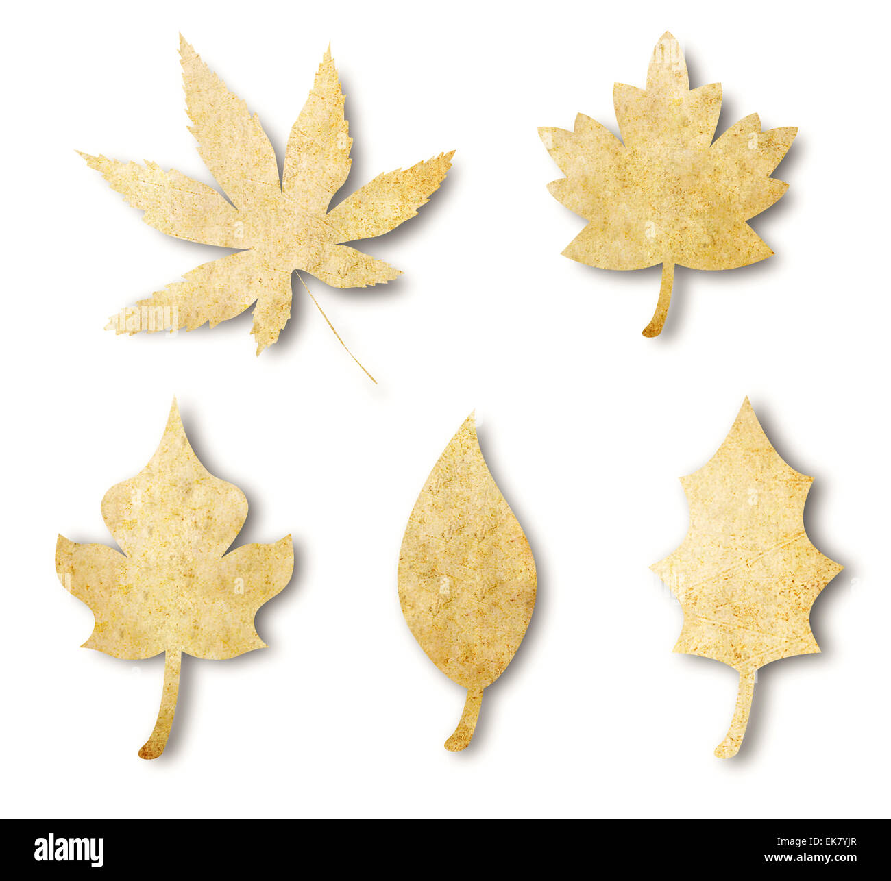 Various leaf shape Stock Photo - Alamy