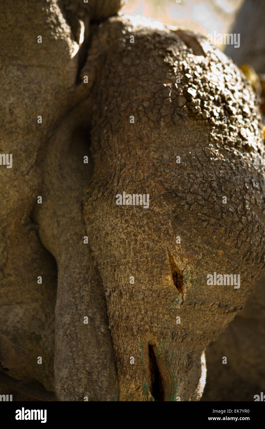 Head dolphin shaped on a tree trunk, Gudalquivir grove of trees ...
