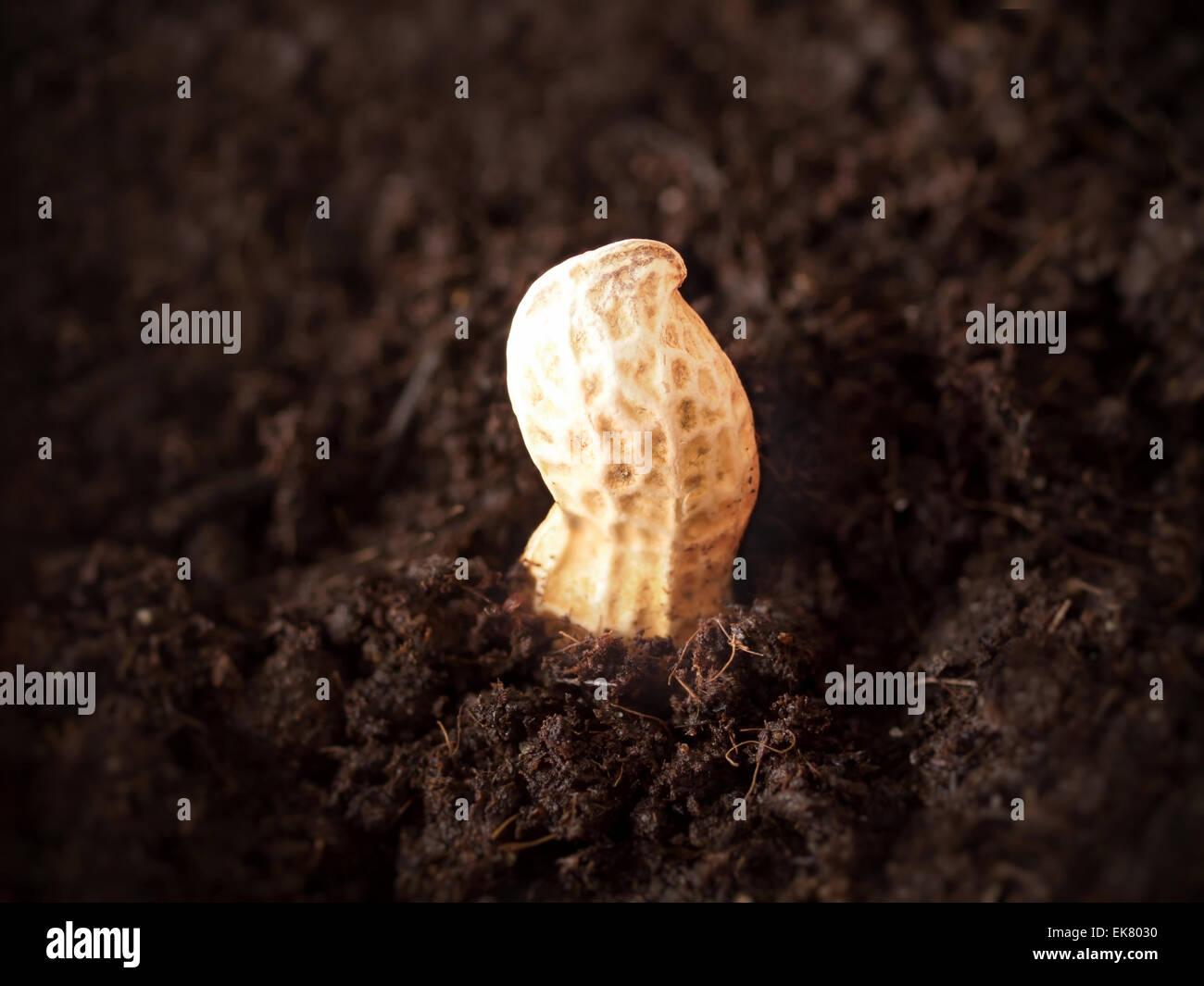 Peanuts growing hi-res stock photography and images - Alamy