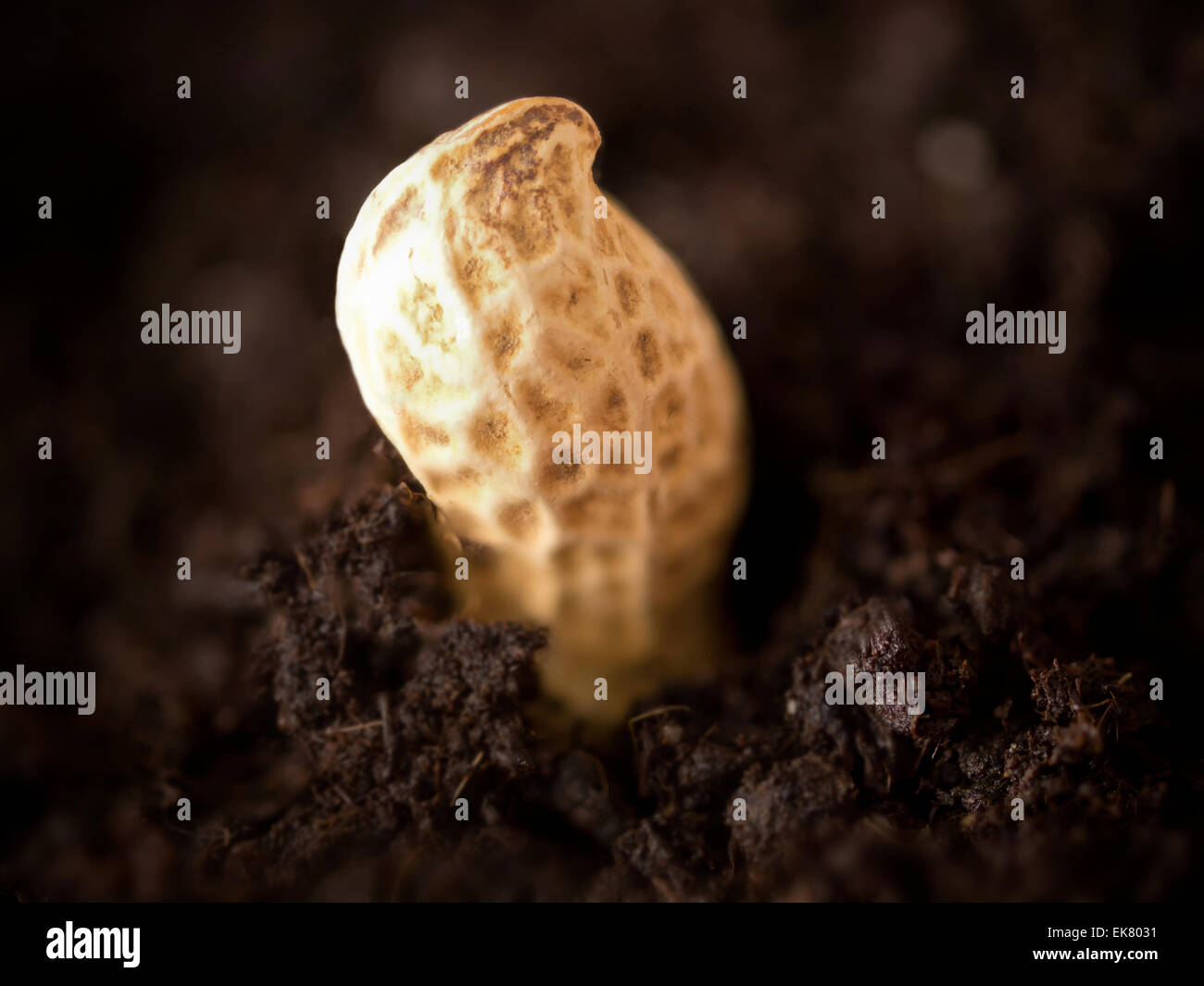 Peanuts growing hi-res stock photography and images - Alamy