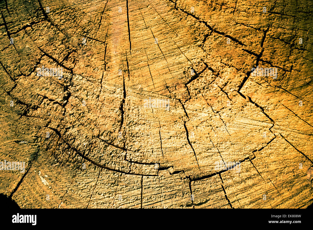 Tree trunk annual cycle hi-res stock photography and images - Alamy