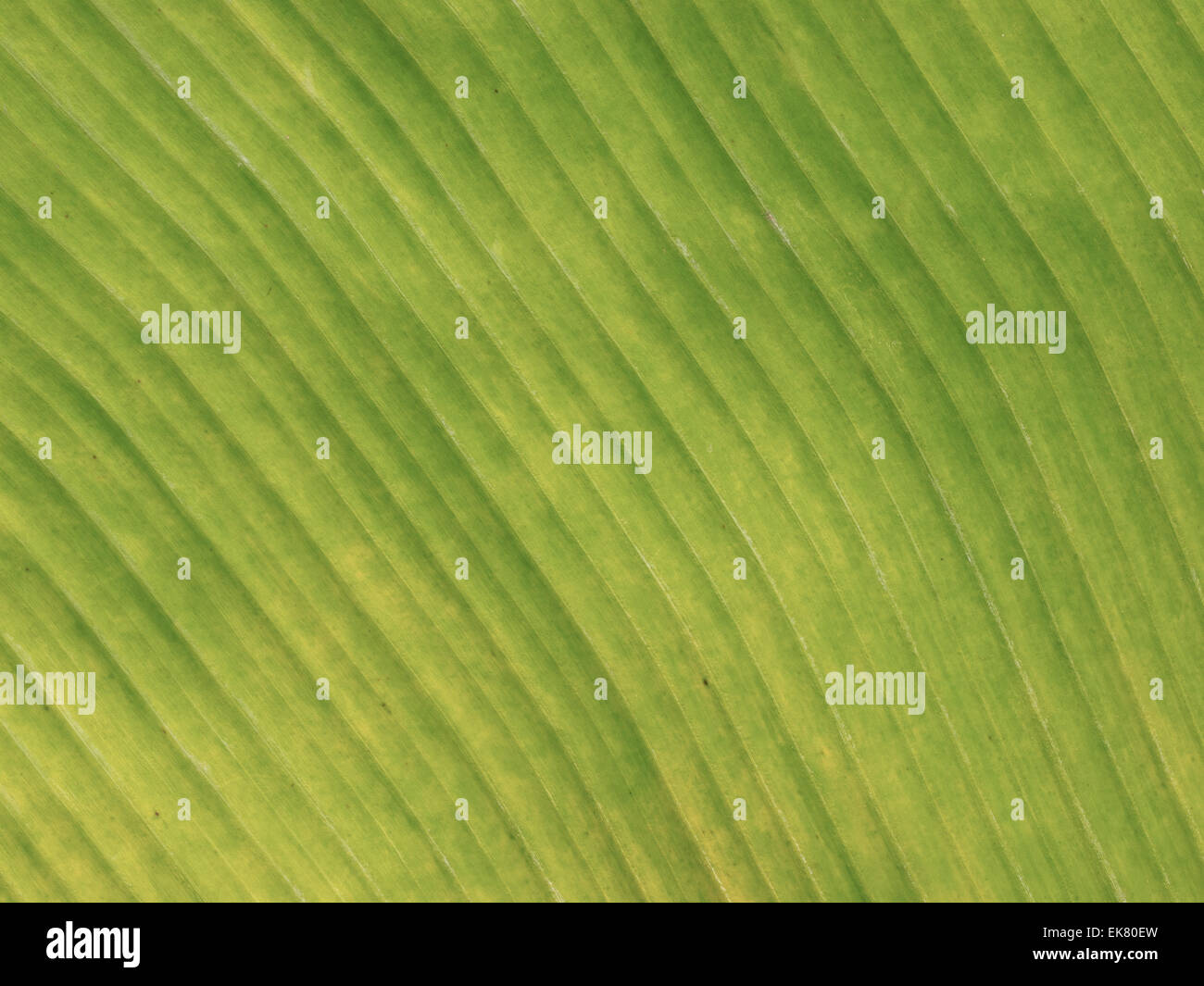Banana foliage leaf hi-res stock photography and images - Alamy