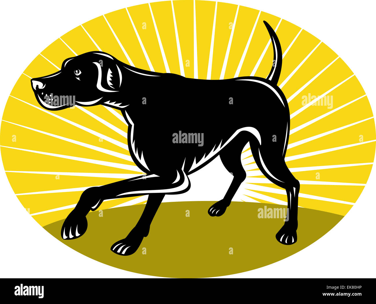 Pointer dog with sunburst retro style Stock Photo - Alamy