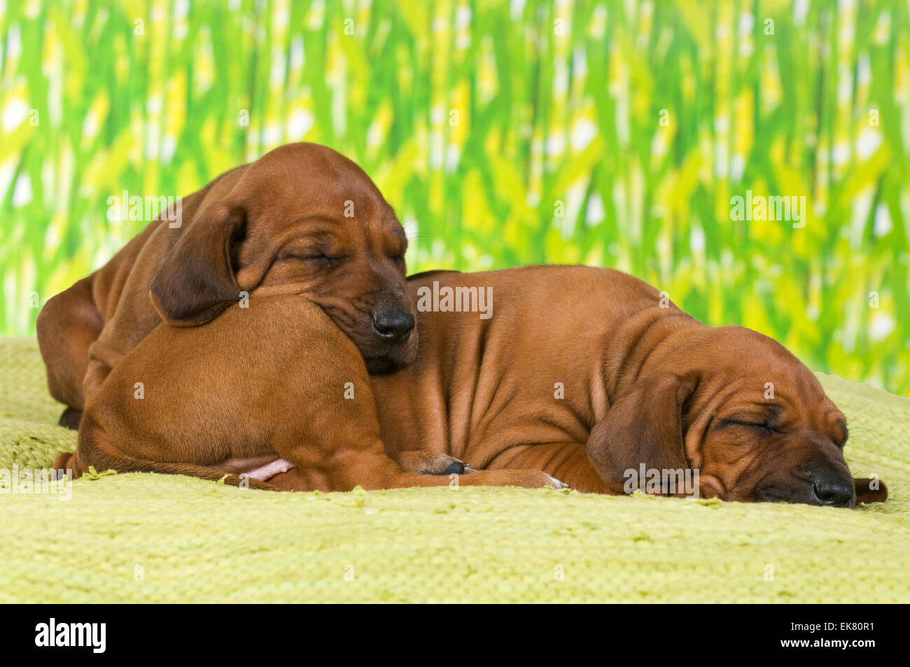 Rhodesian Ridgeback Two puppies sleeping green rug Studio picture ...