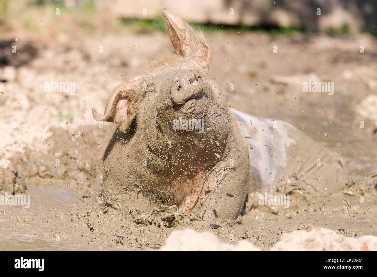 You Know What's Pigshit Episode 2 by JekyllAndHydeChannel on DeviantArt