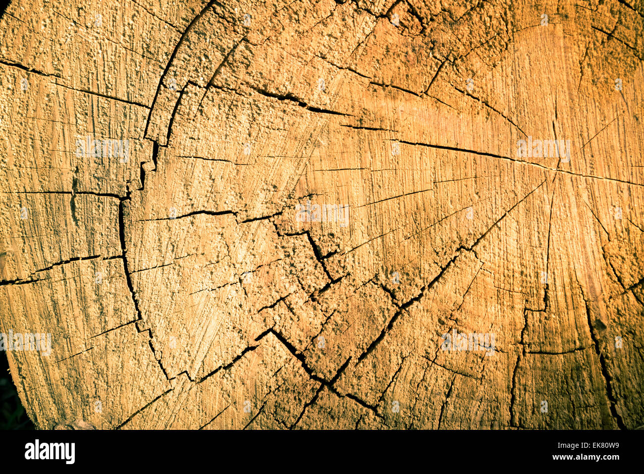 Sawn tree trunk pattern Stock Photo - Alamy