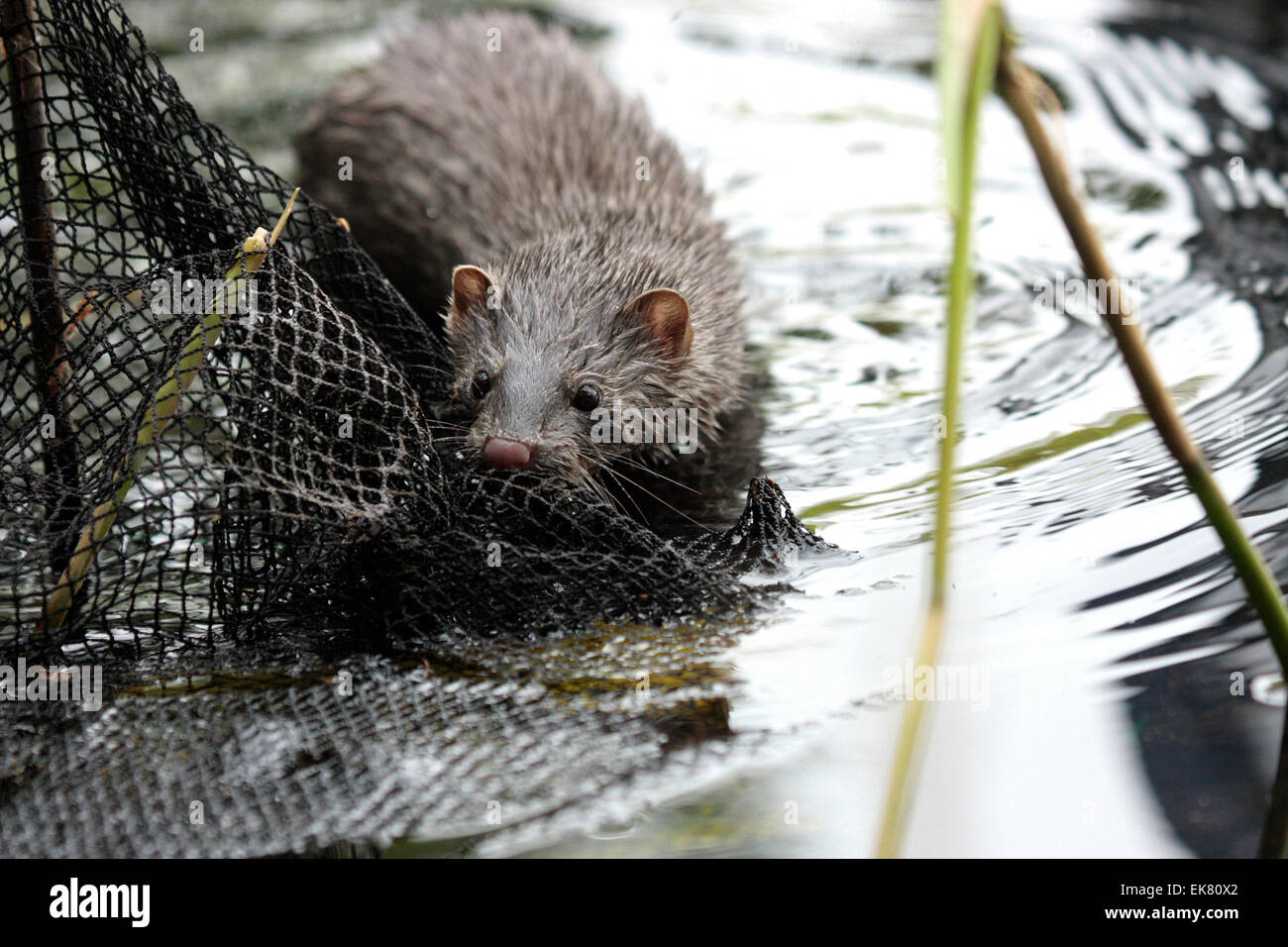 Juvenile mink hi-res stock photography and images - Alamy