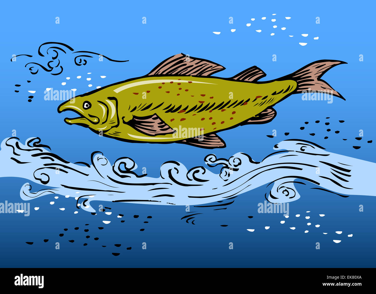 speckled trout swimming underwater Stock Photo - Alamy