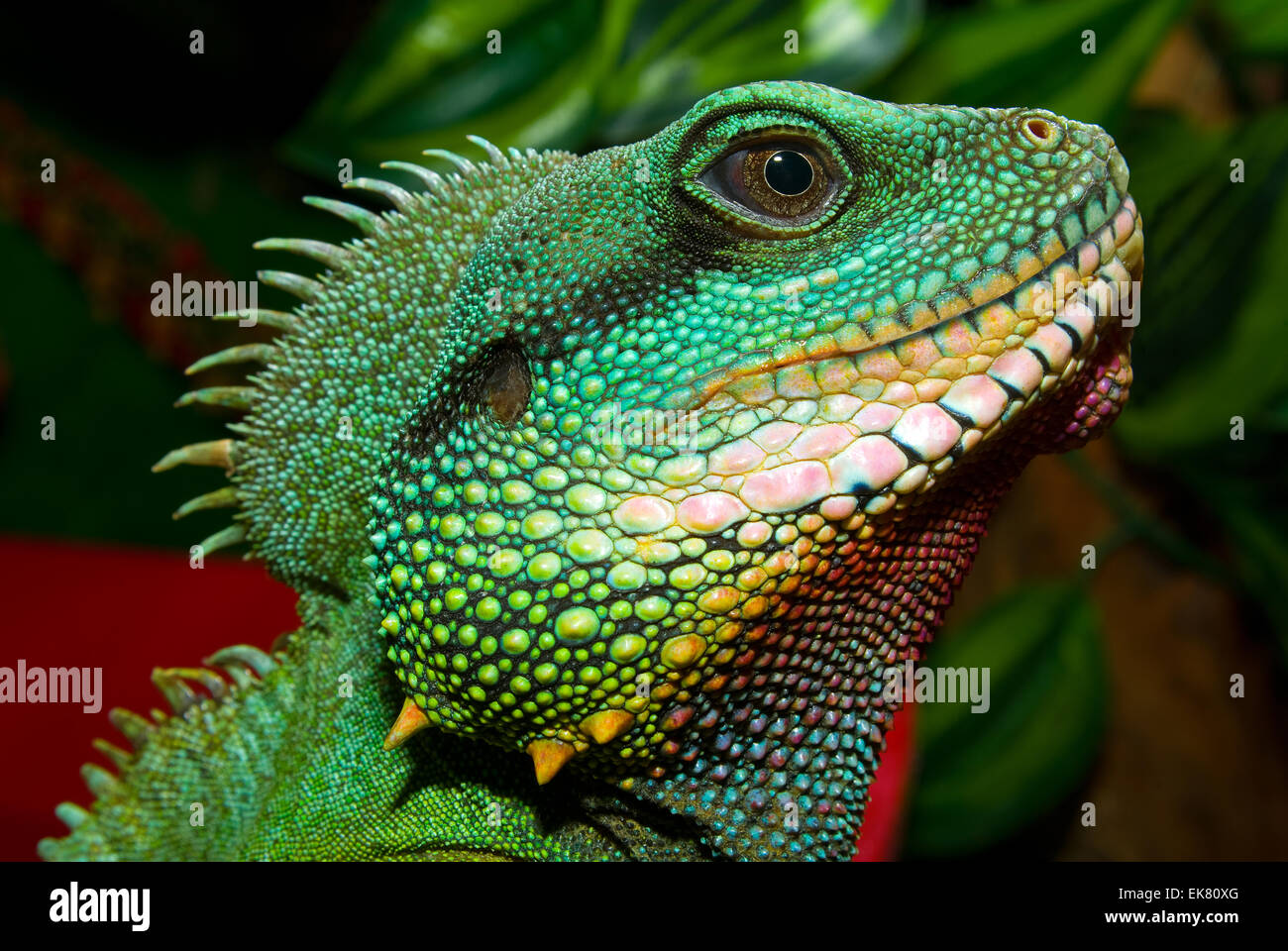 Lizard spikes hi-res stock photography and images - Alamy