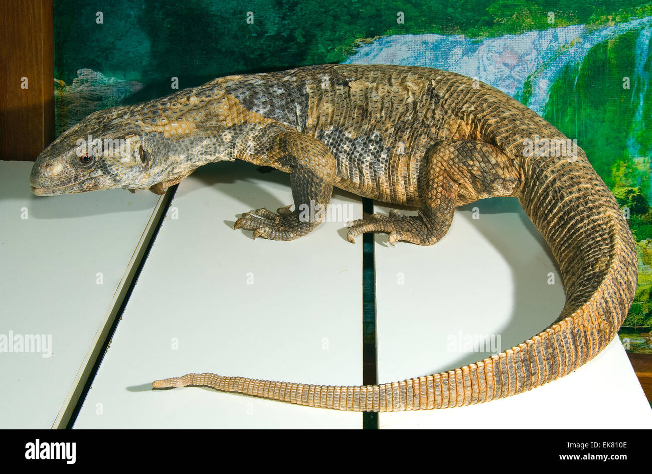 Savannah monitor(Varanus exanthematicus Stock Photo - Alamy