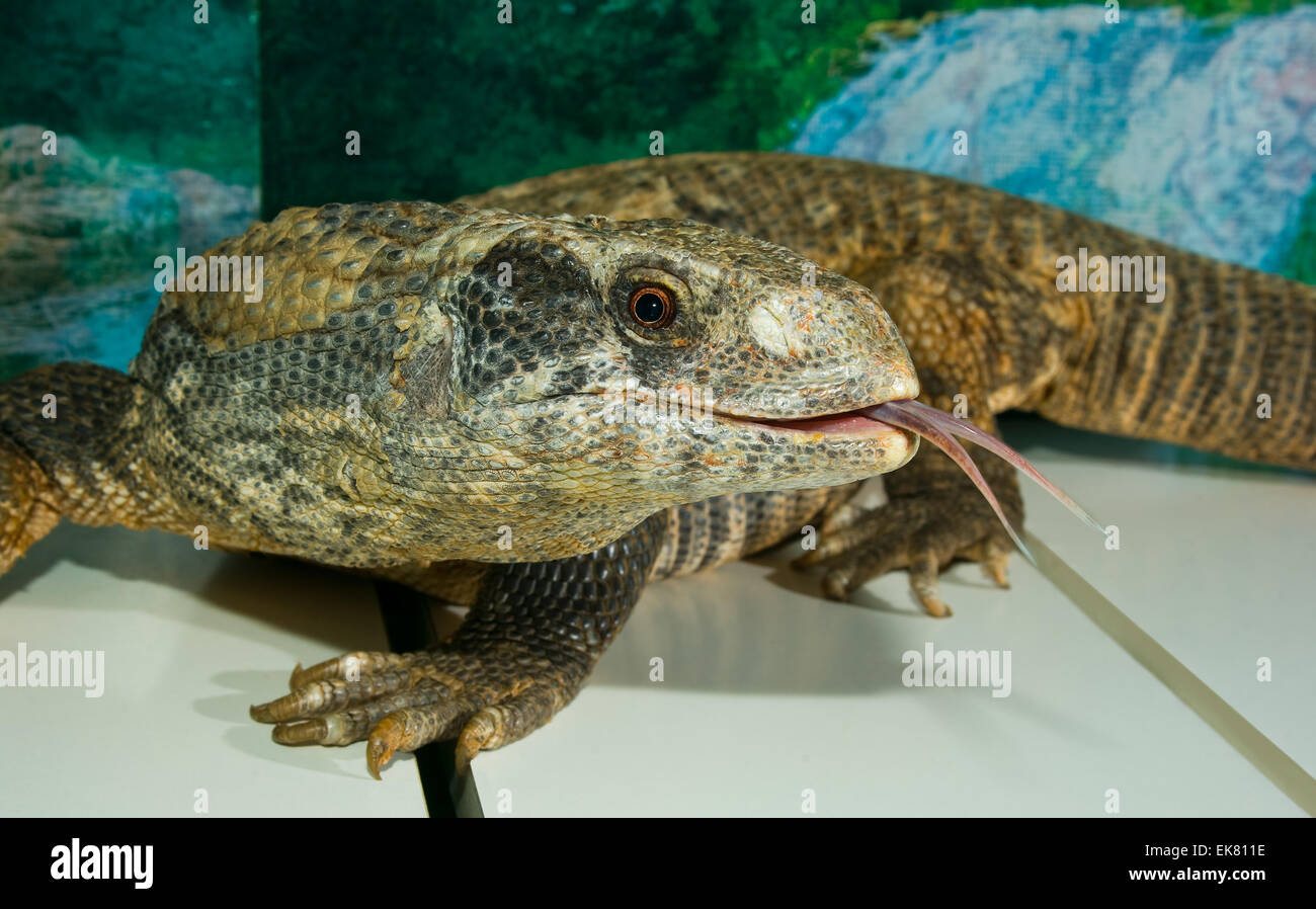 The lizard monitor lizards the terrarium language the languages his ...