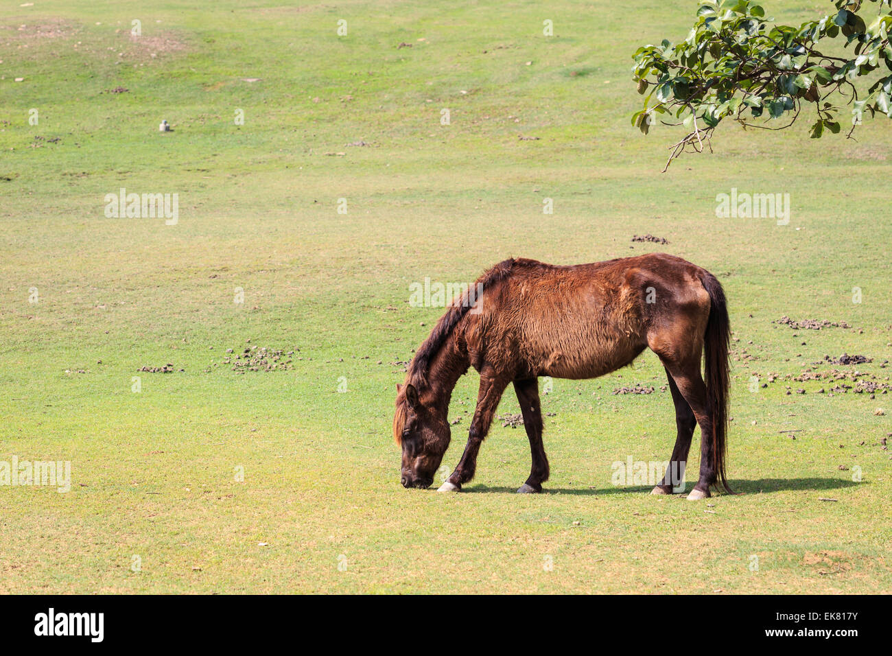 Horses in the field Stock Photo - Alamy
