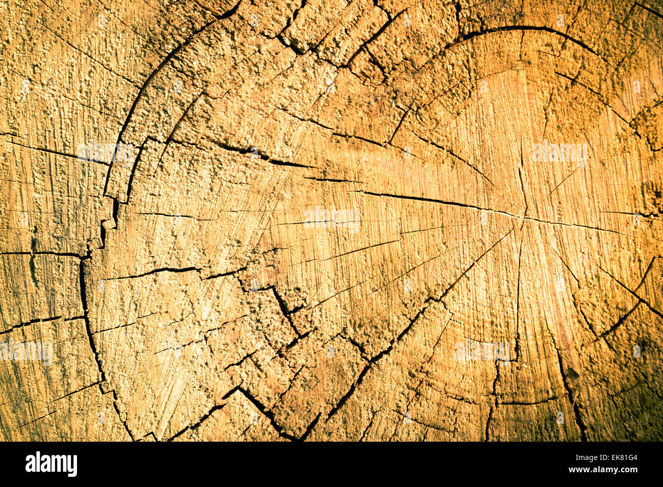 Dendrochronology textures hi-res stock photography and images - Alamy
