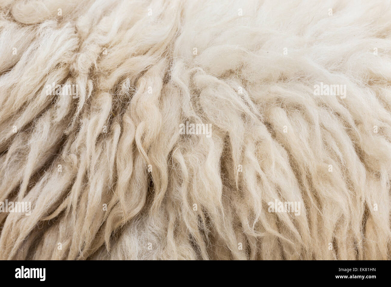 Wool sheep closeup for background Stock Photo - Alamy