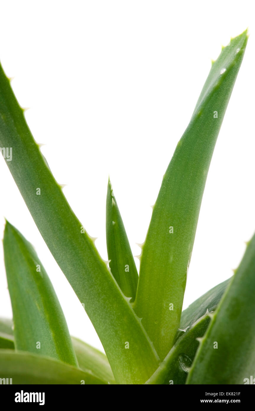 Aloe vera - herbal medicine Stock Photo - Alamy
