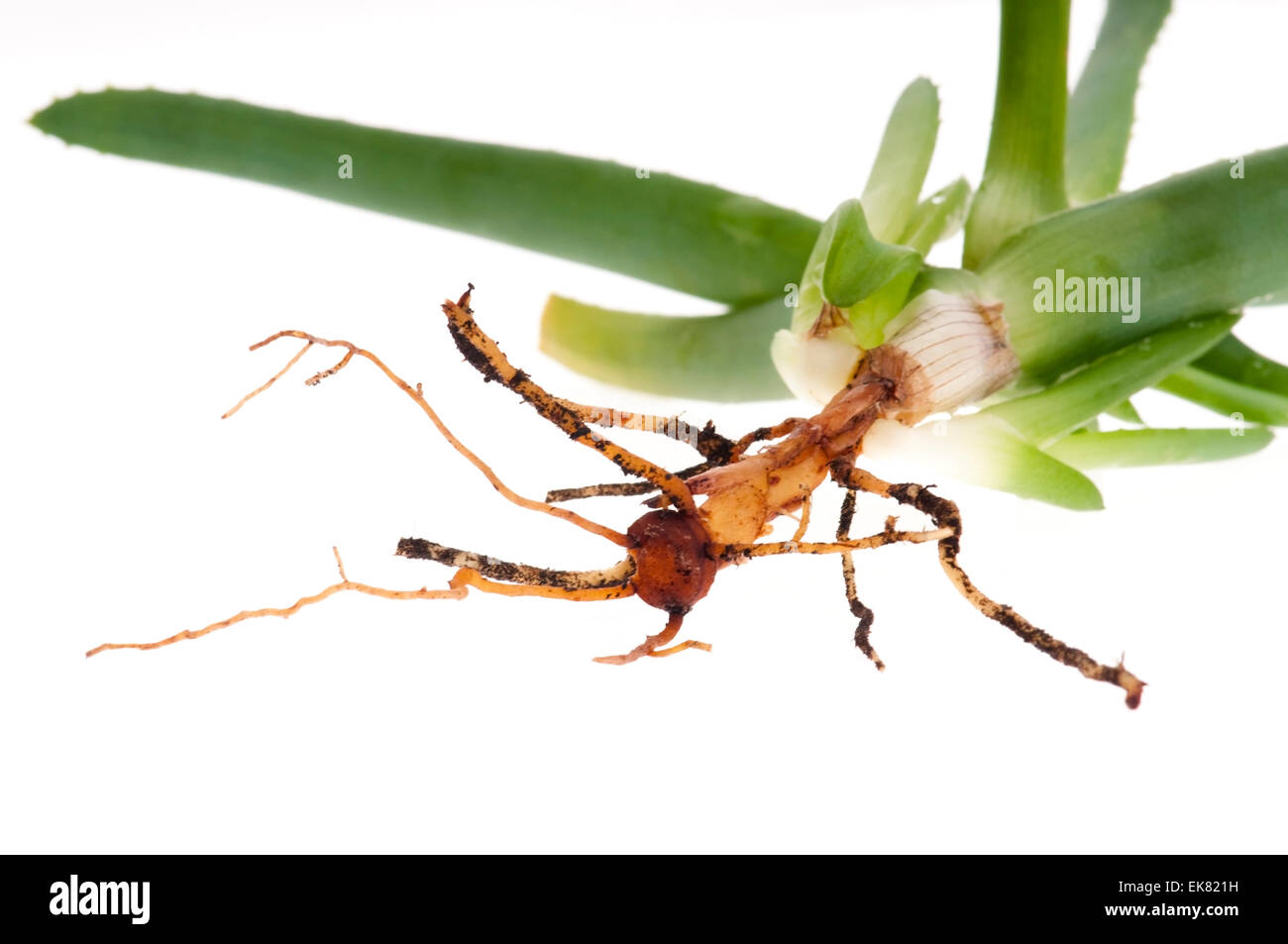 Aloe vera with root system Stock Photo - Alamy