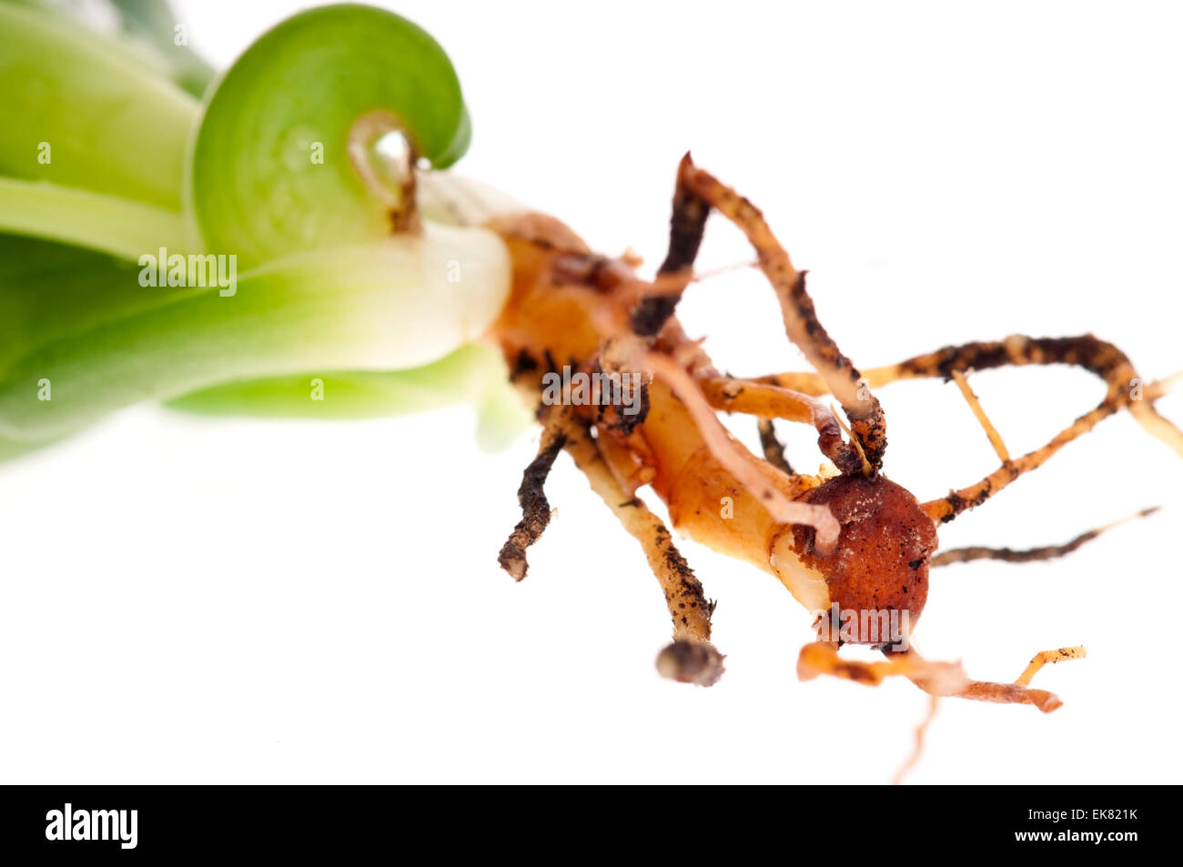 Aloe vera with root system Stock Photo - Alamy