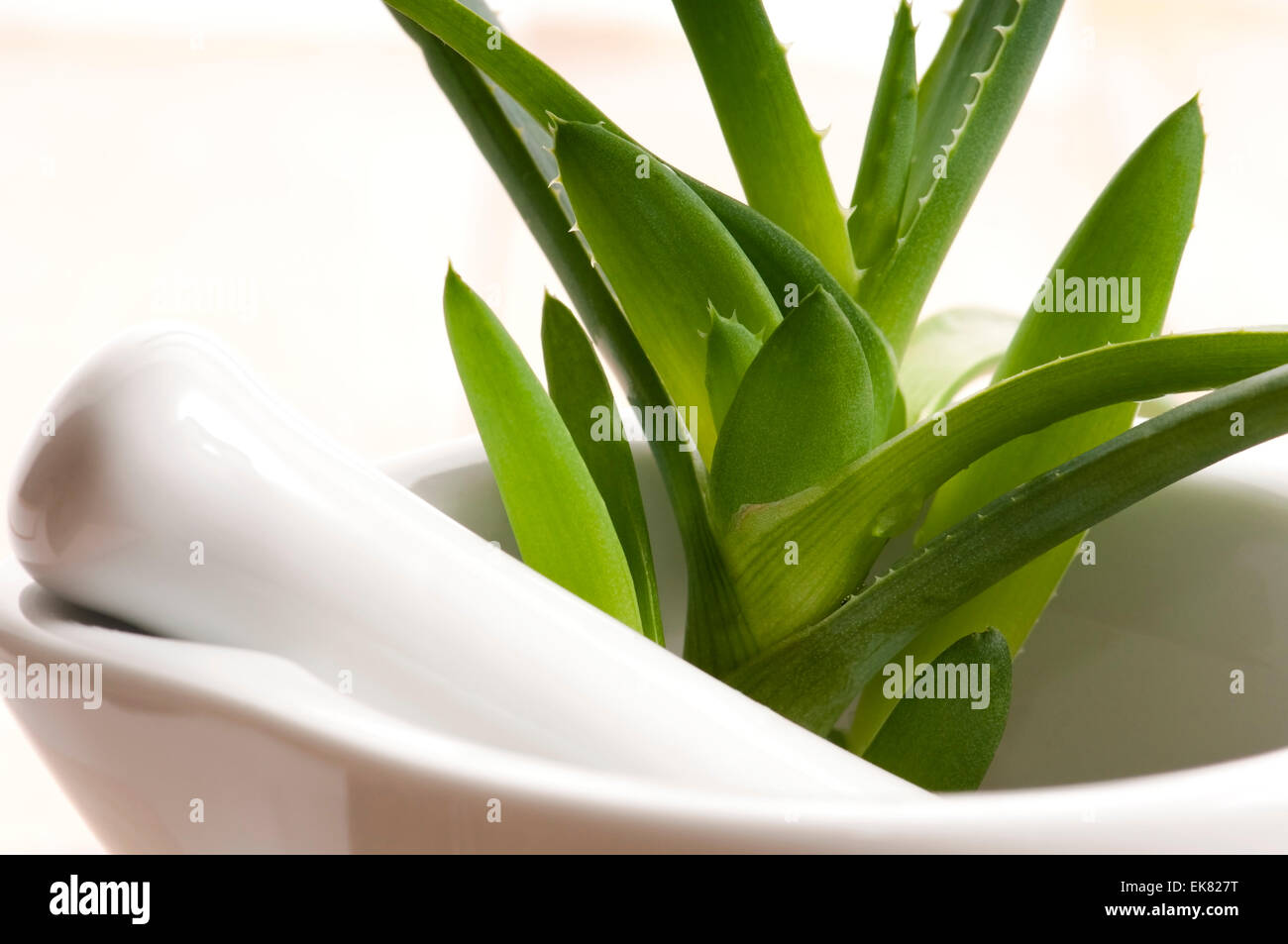 Aloe vera - herbal medicine Stock Photo - Alamy