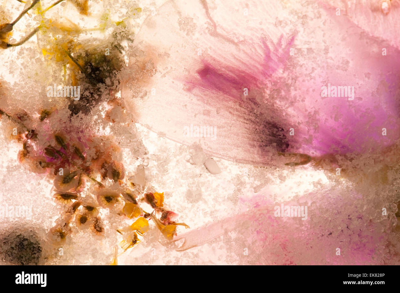 Frozen flowers. blossoms in the ice cube Stock Photo - Alamy