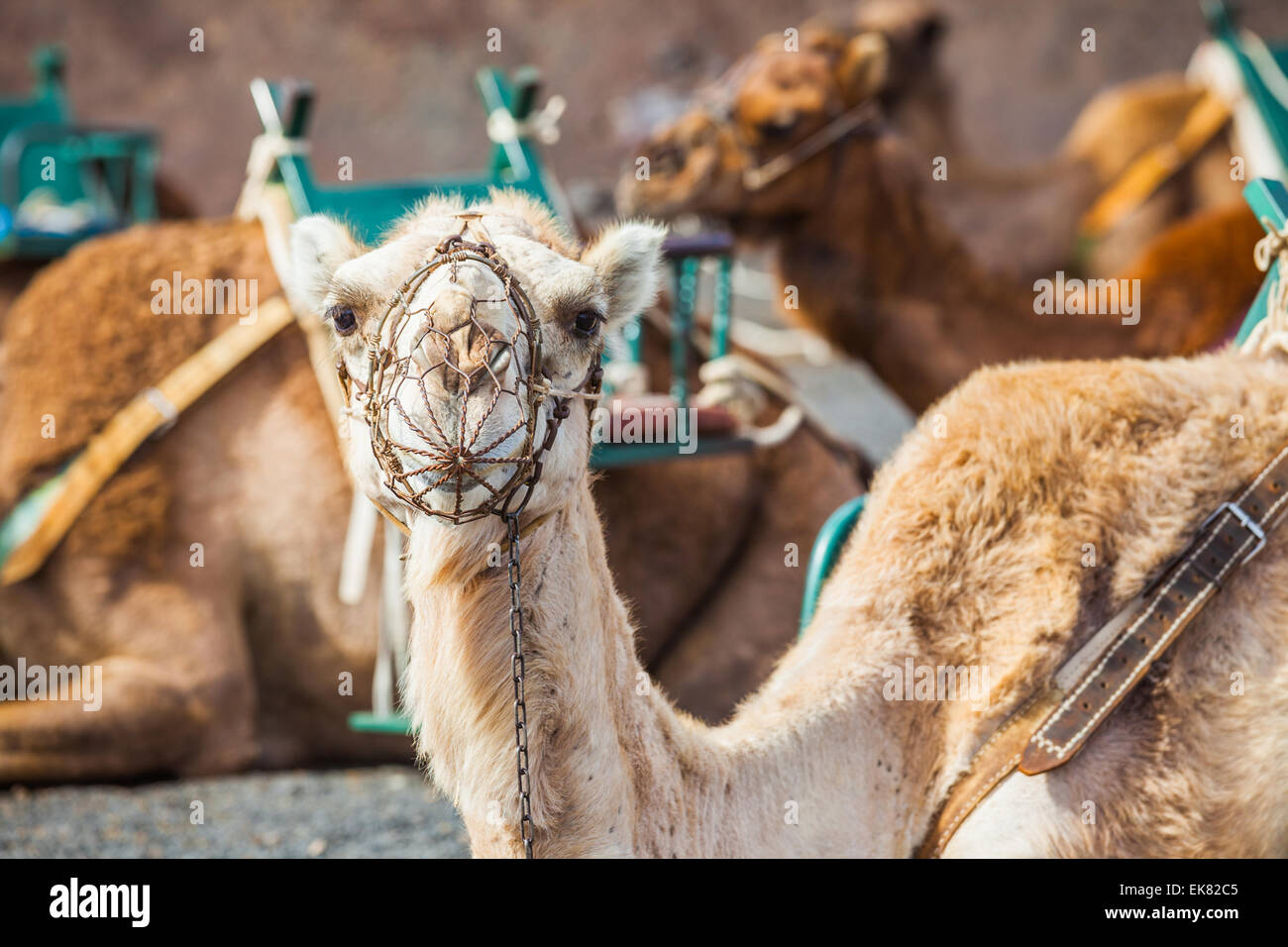 Camel egypt mobile hi-res stock photography and images - Alamy