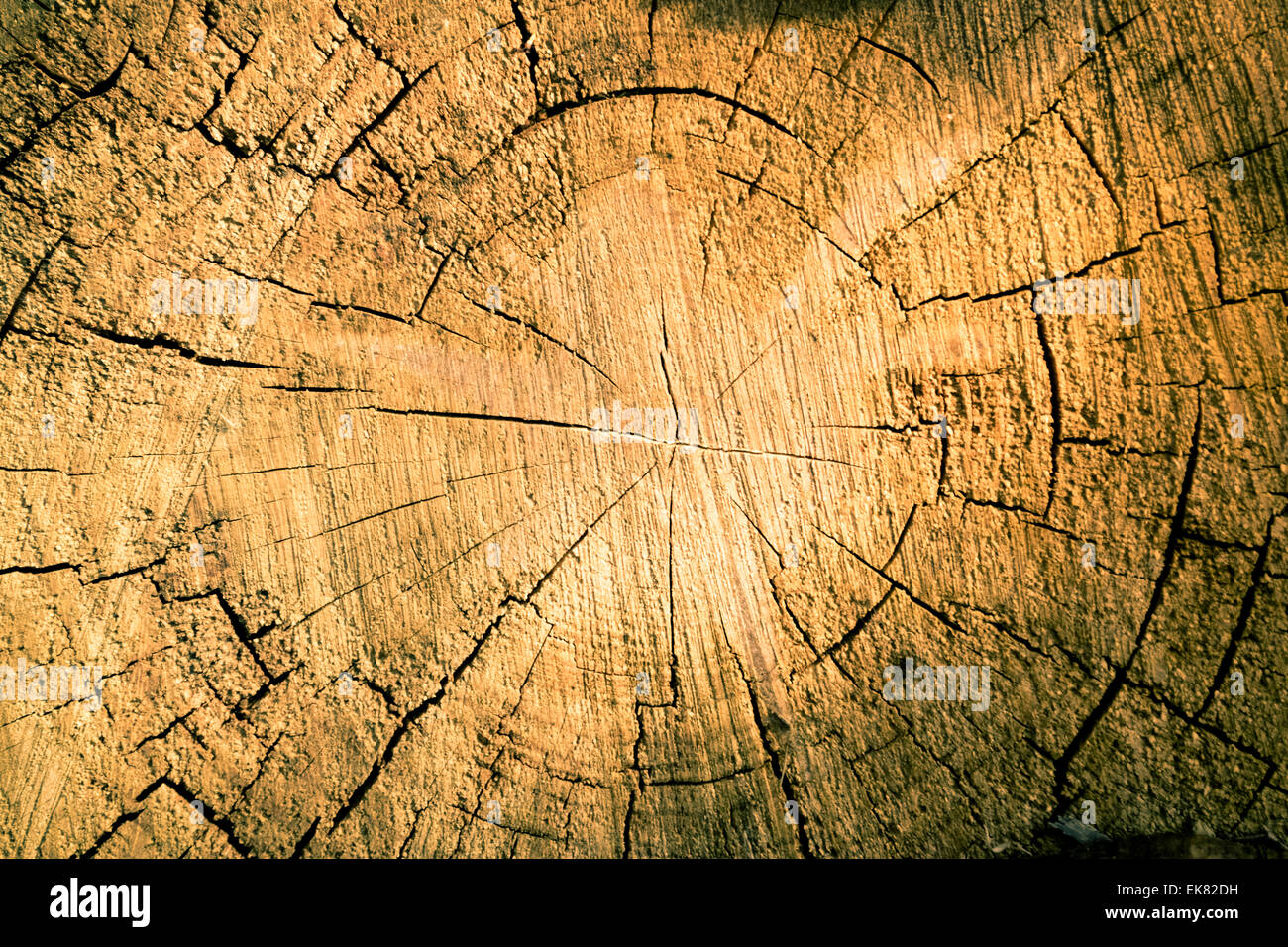 Tree trunk annual cycle hi-res stock photography and images - Alamy