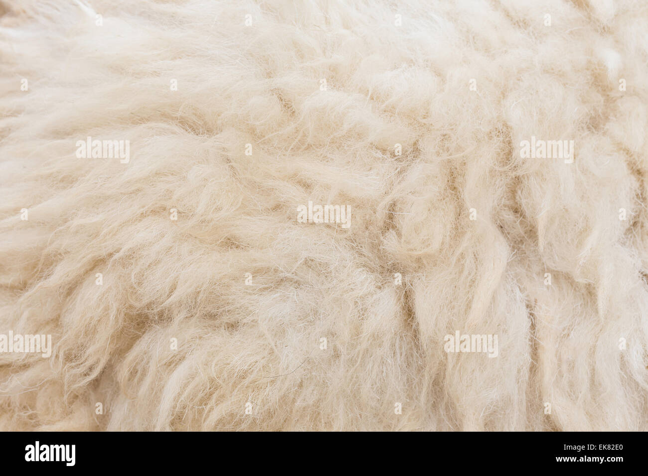 Wool sheep closeup for background Stock Photo - Alamy
