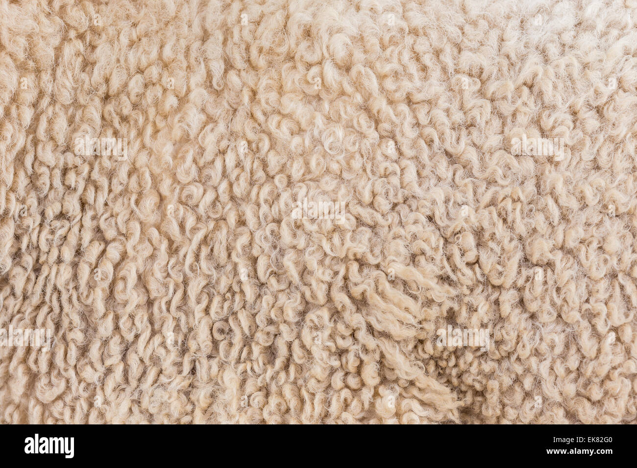 Wool sheep closeup for background Stock Photo - Alamy