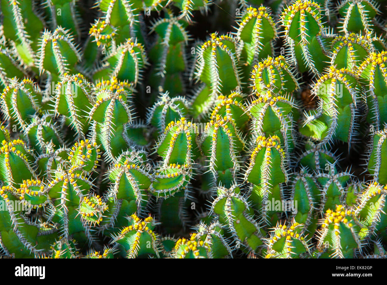 Cactus barrel hi-res stock photography and images - Alamy