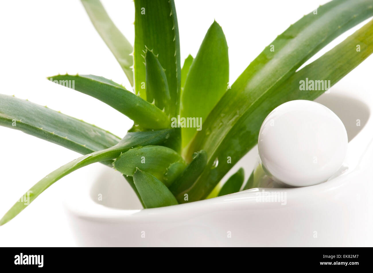 Aloe vera - herbal medicine Stock Photo - Alamy