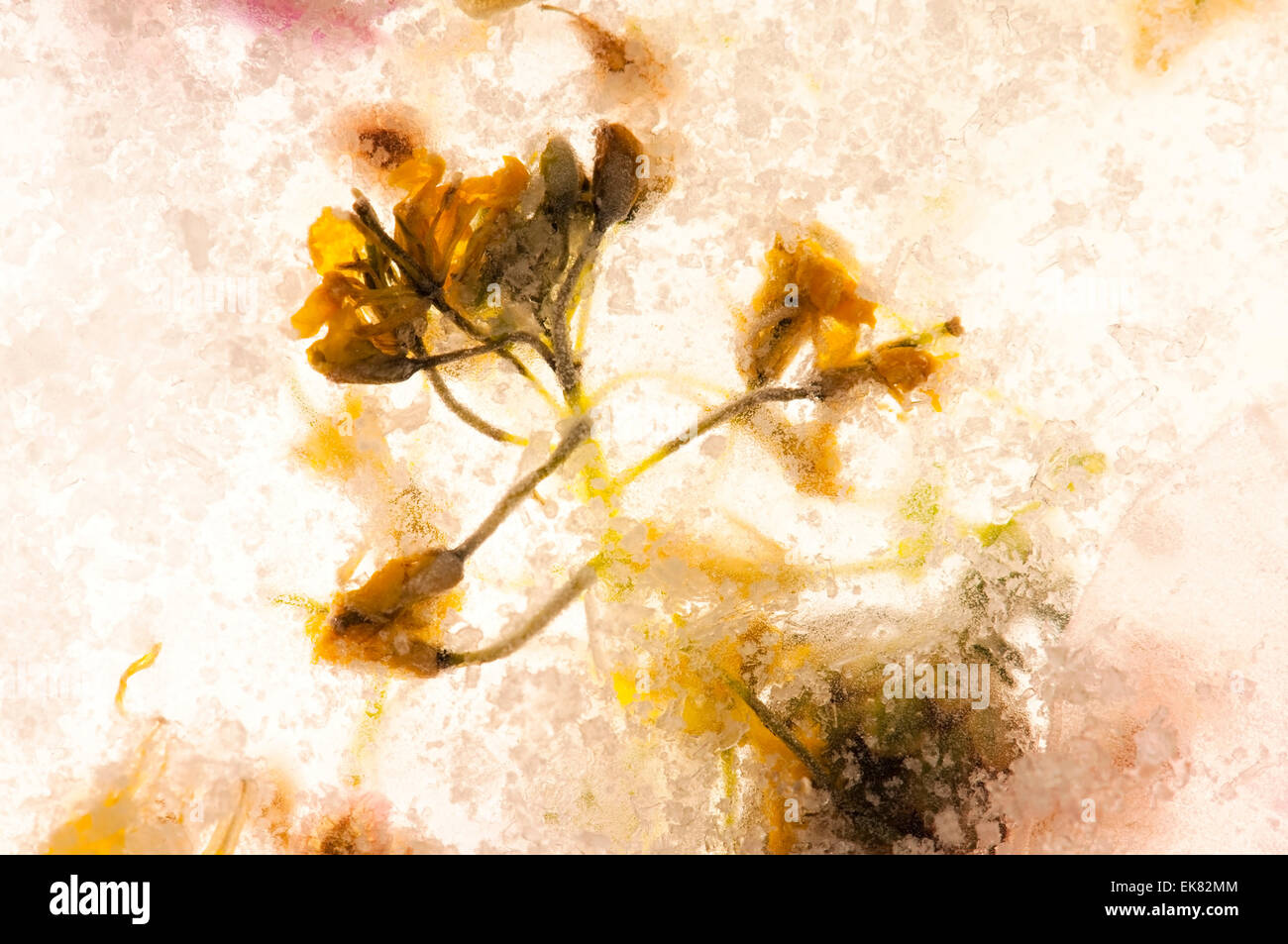 Frozen flowers. blossoms in the ice cube Stock Photo - Alamy