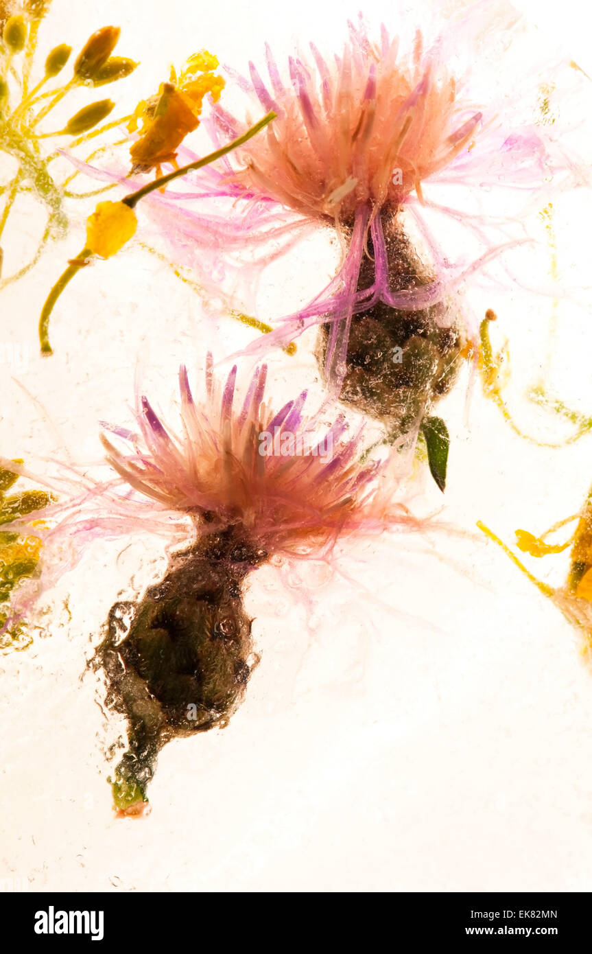 Frozen flowers. blossoms in the ice cube Stock Photo - Alamy