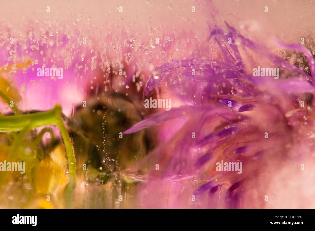 Frozen flowers. blossoms in the ice cube Stock Photo - Alamy