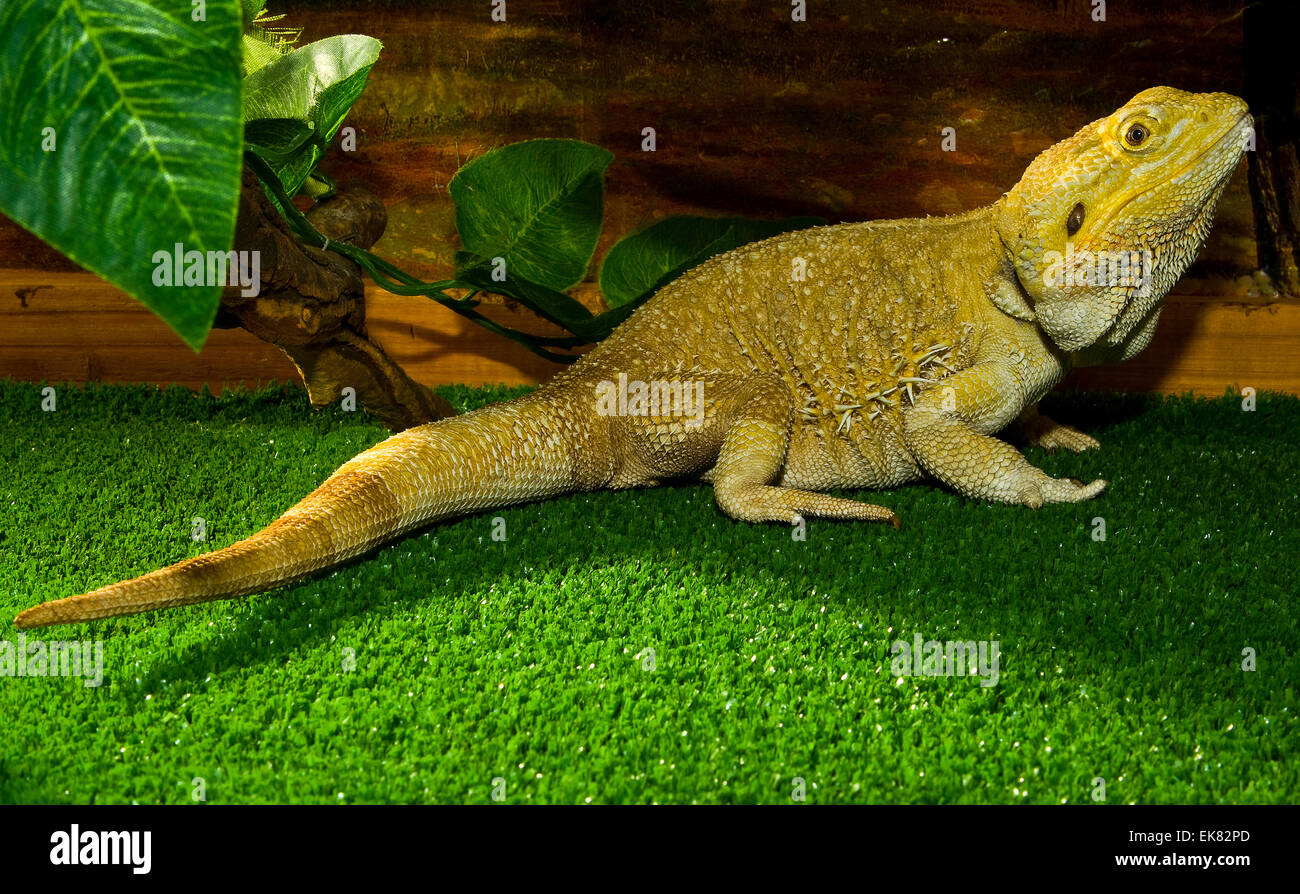 Bearded Agama.lizard(Bearded Dragon Stock Photo - Alamy