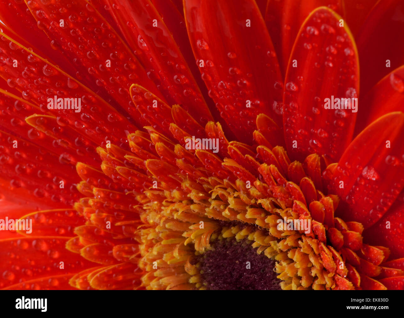 Red gerbera flower background Stock Photo - Alamy