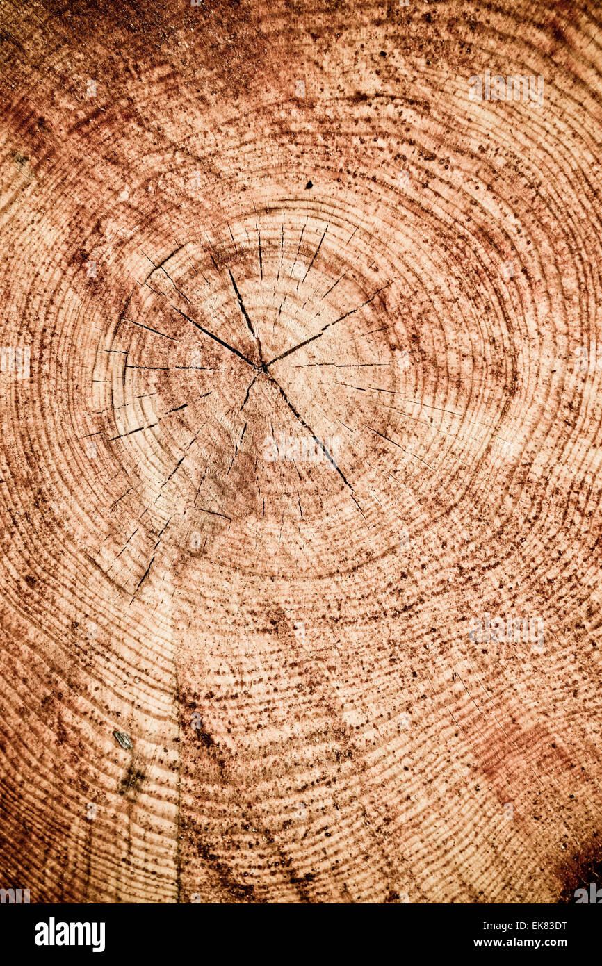 Sawn tree trunk pattern Stock Photo - Alamy