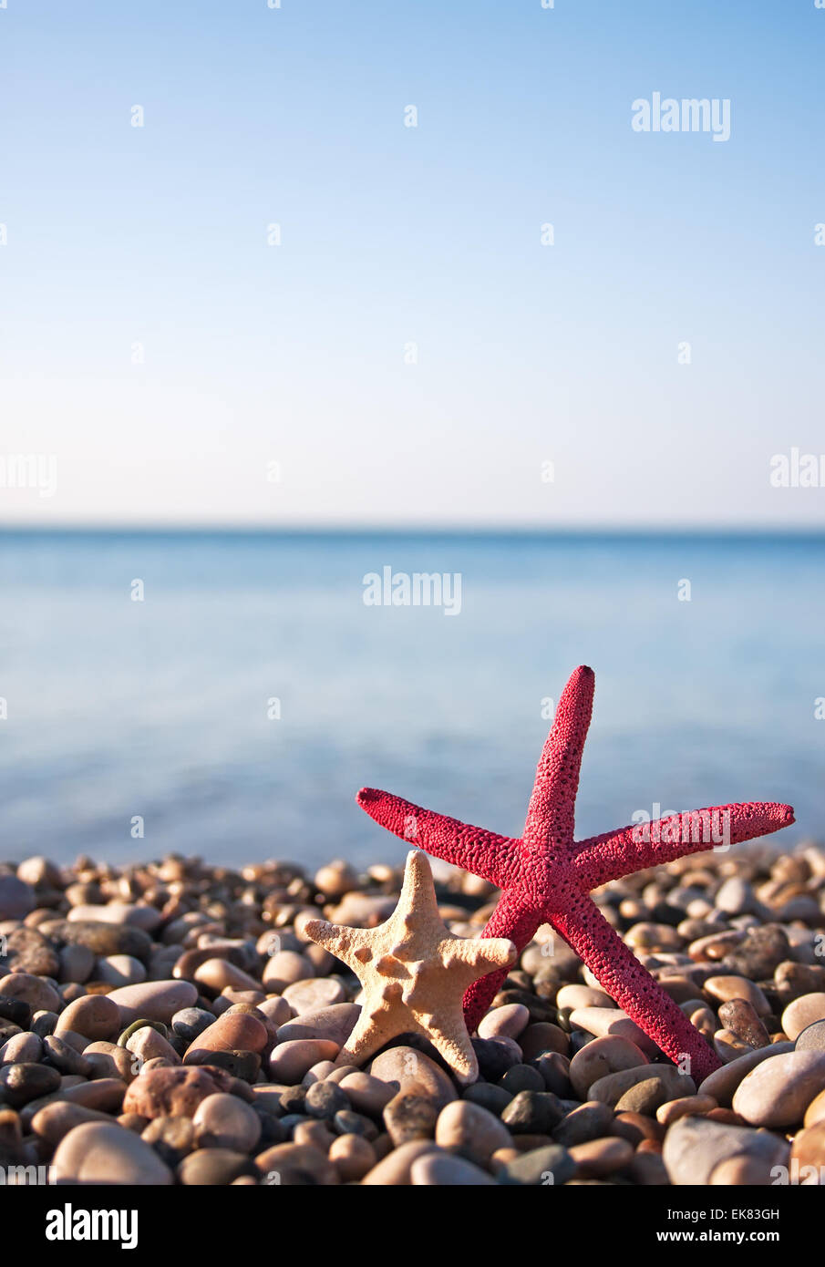 Two sea star starfish on beach hi-res stock photography and images - Alamy